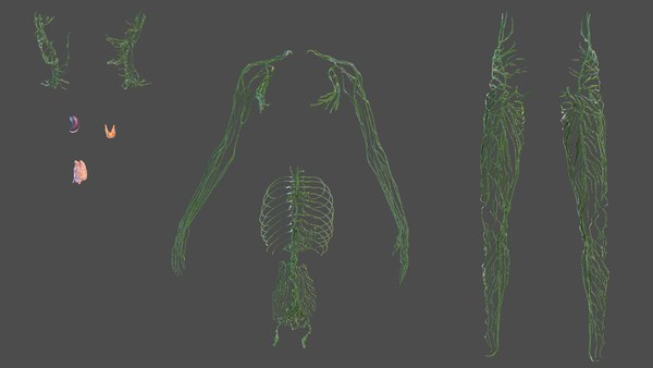 3D Boy Body Anatomy Collection model - TurboSquid 1868763