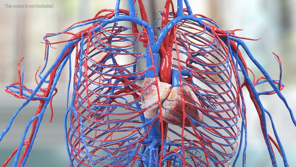 3D Boy Body Anatomy Collection model - TurboSquid 1868763