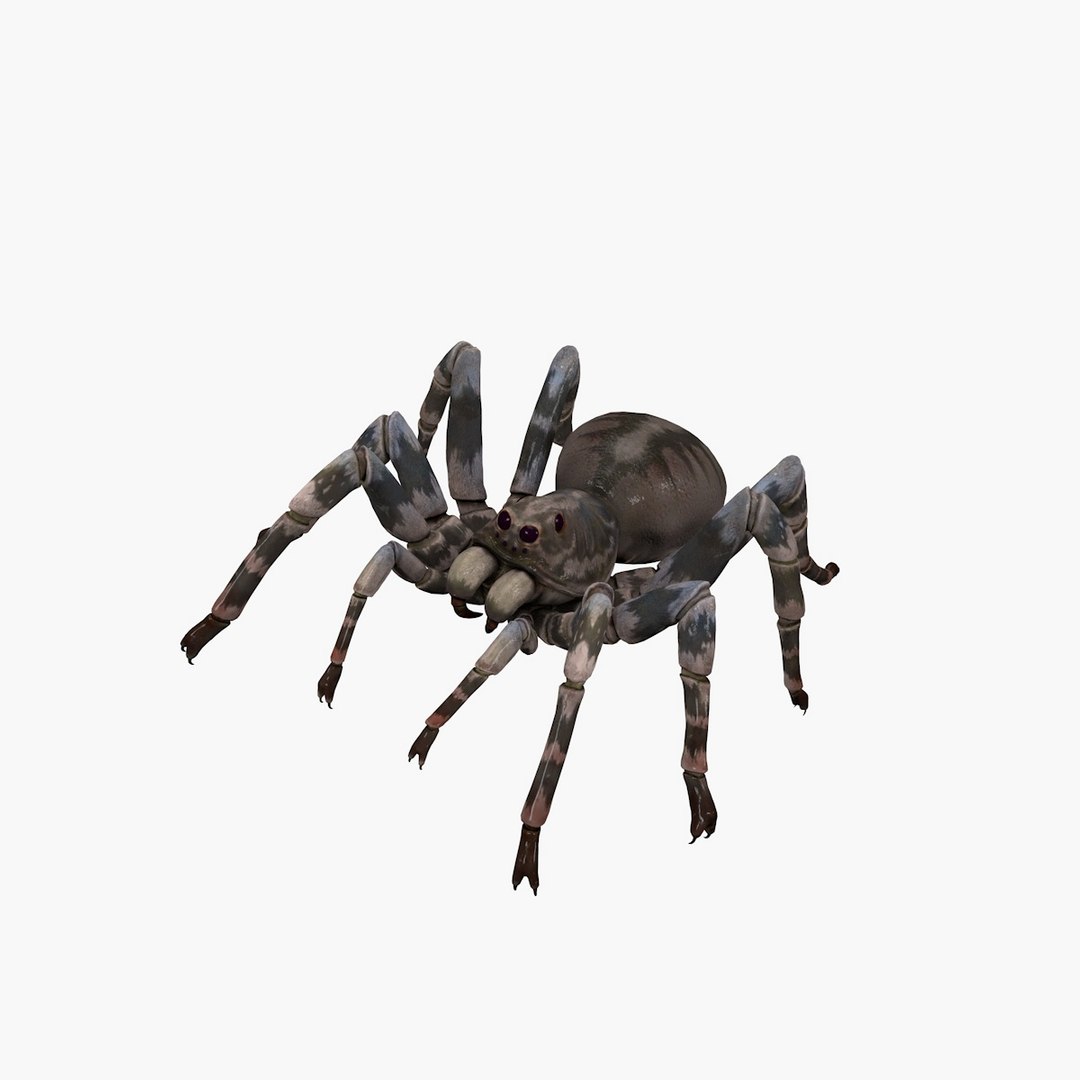 Kumo Spider 3D model - TurboSquid 2075011