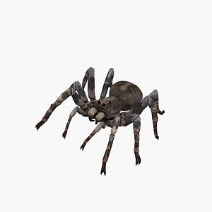 Spider Blender Models for Download | TurboSquid