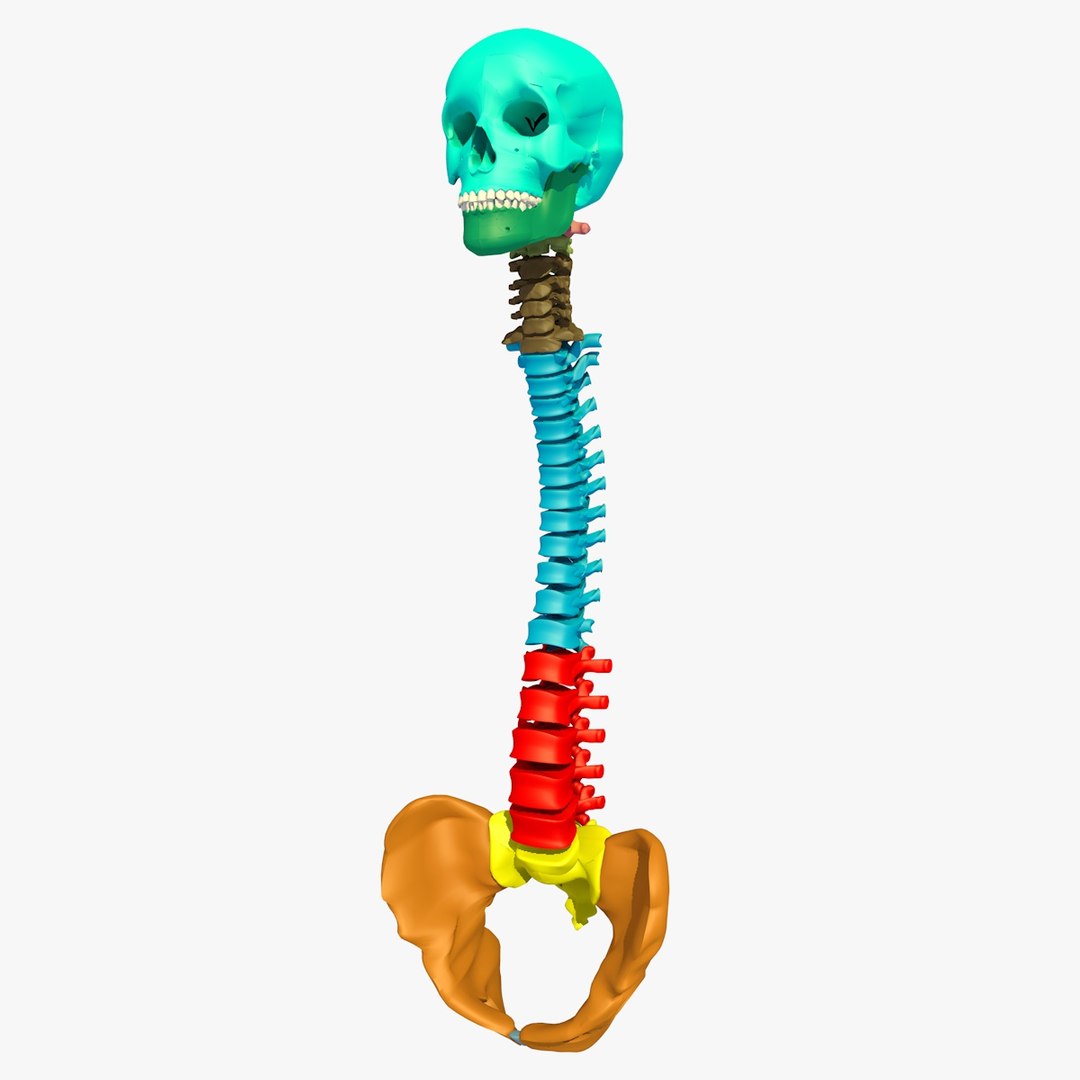 Vertebrae Anatomy Skull Pelvis 3ds