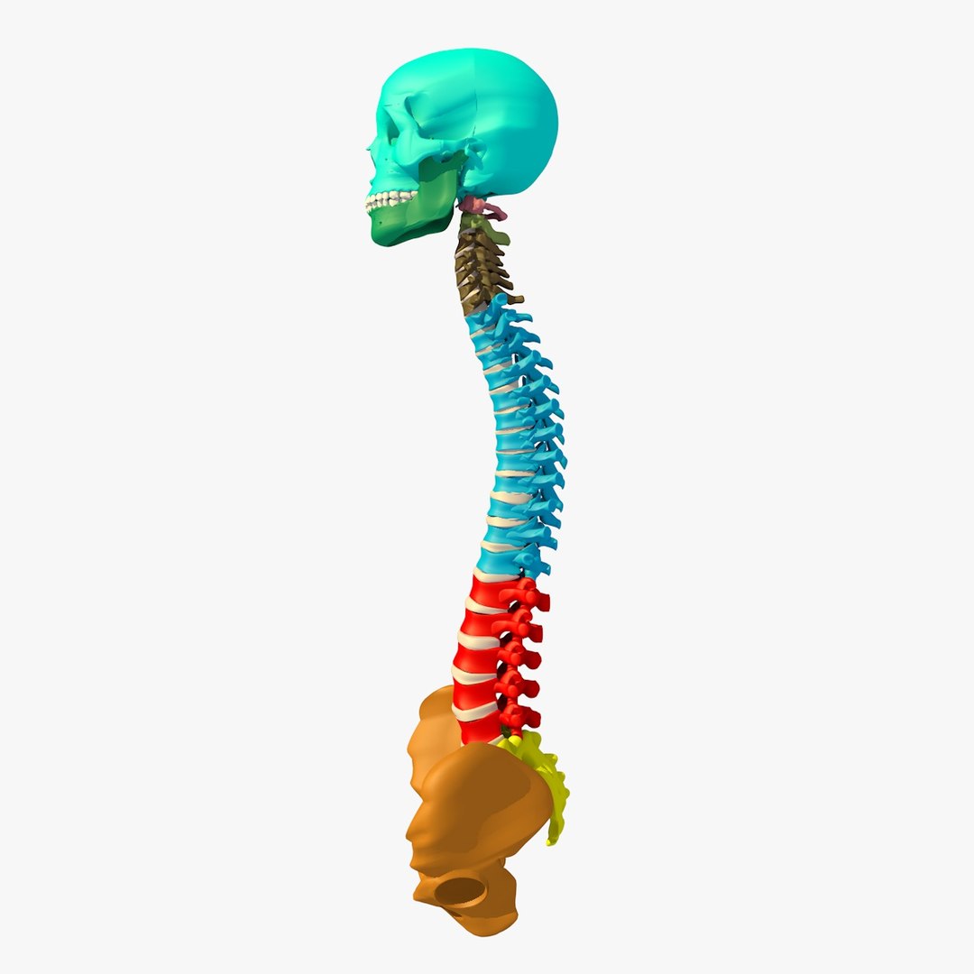Vertebrae Anatomy Skull Pelvis 3ds