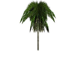Free 3D Palm Tree Models - Available For Download On TurboSquid