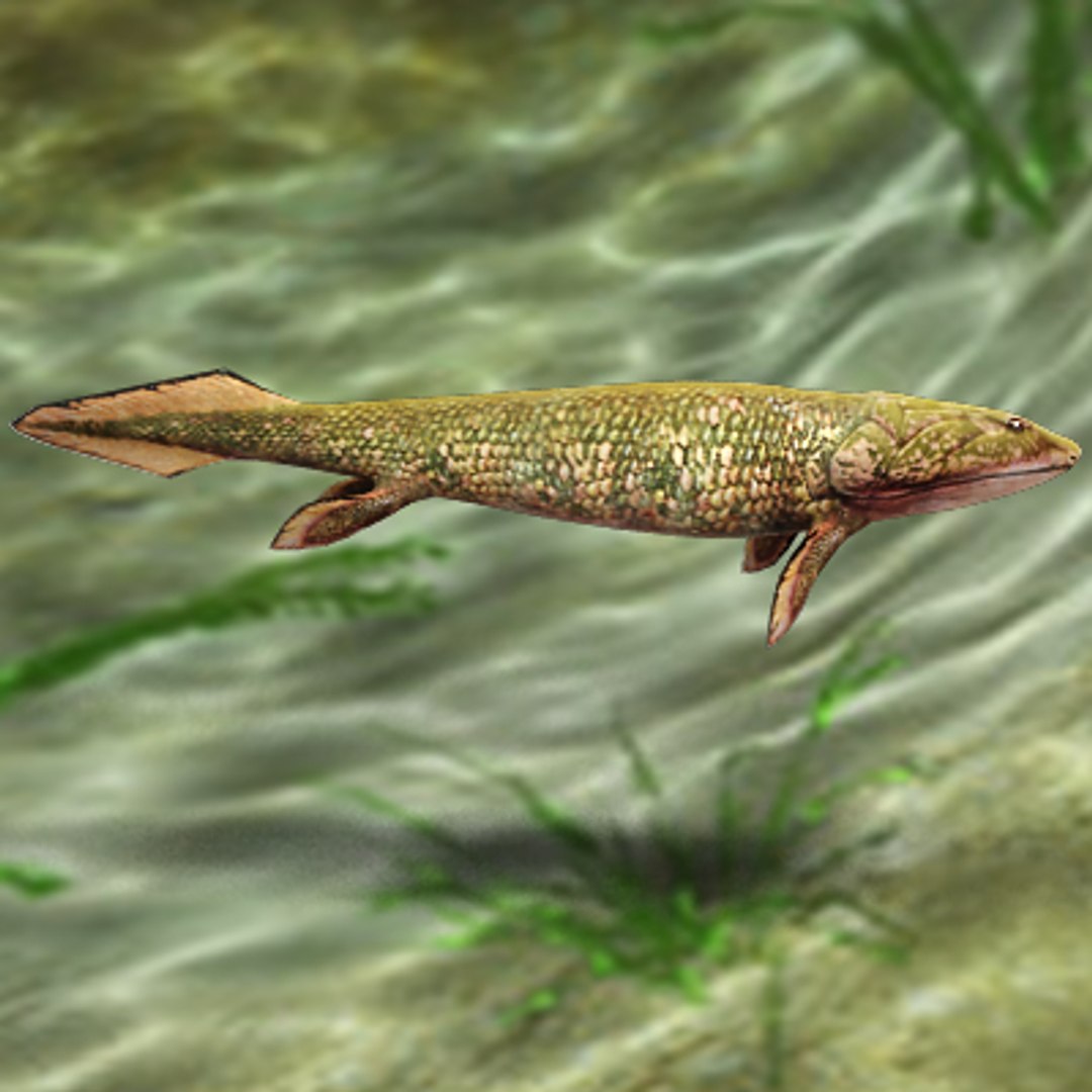 Maya Panderichthys Prehistoric Fish