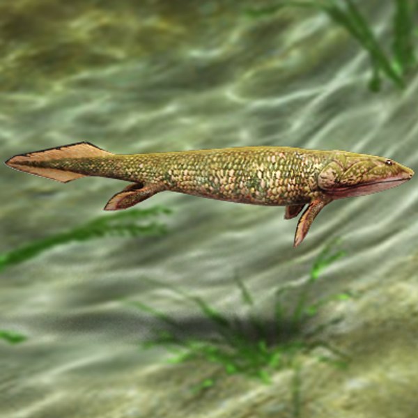 modelo 3d Panderichthys por 3DRivers - TurboSquid 491124