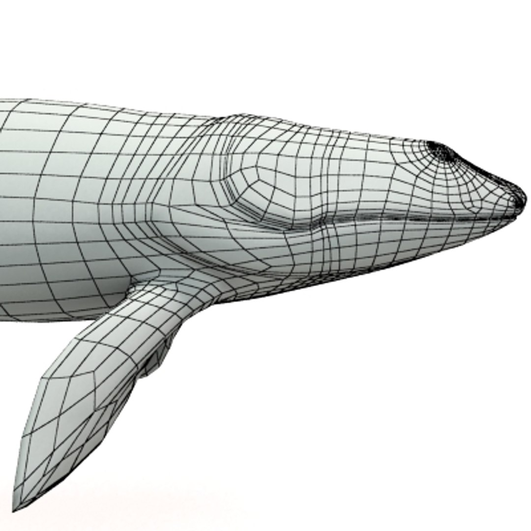 Maya Panderichthys Prehistoric Fish