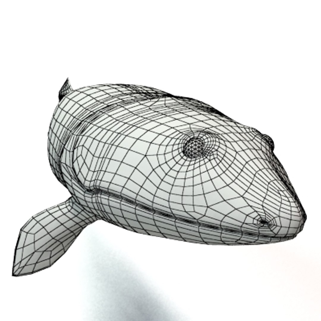 Maya Panderichthys Prehistoric Fish