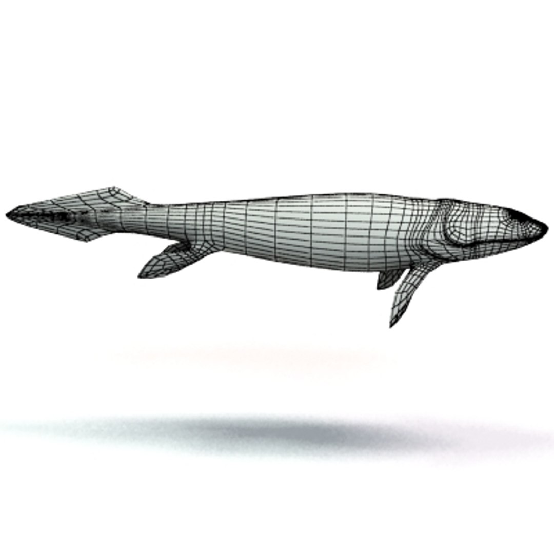 Maya Panderichthys Prehistoric Fish