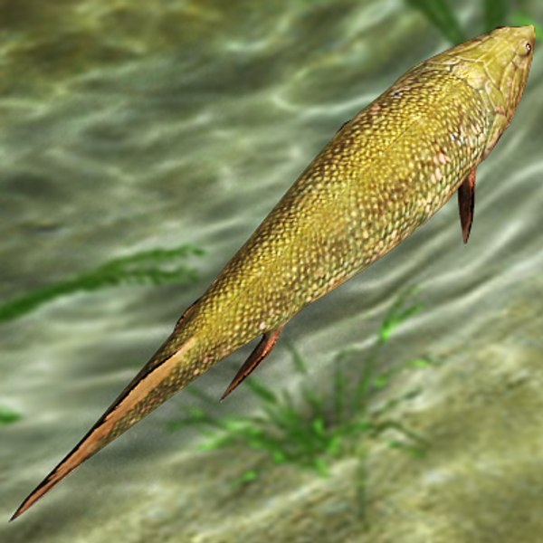 3DRivers의 Panderichthys 3D 모델 - TurboSquid 491124