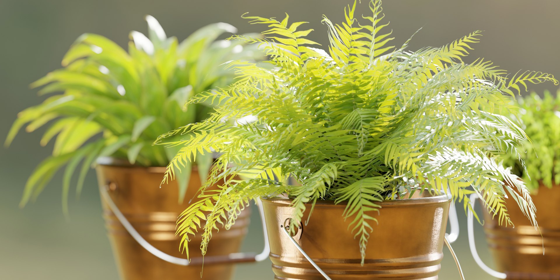 Outdoor Natural Plants Collection Vol 65-Blender 3D Model - TurboSquid ...