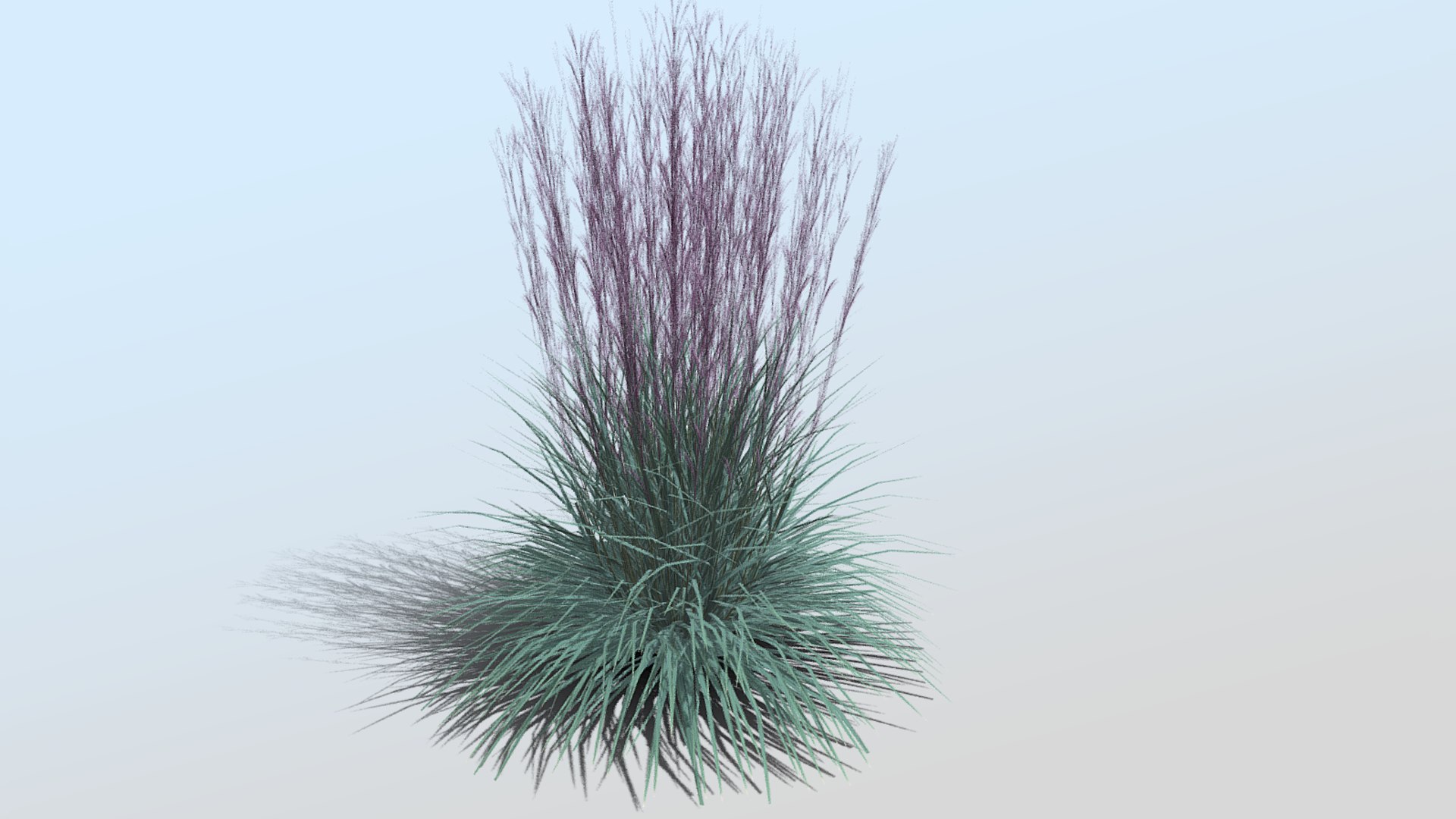 3D модель Schizachyrium scoparium Little Bluestem Grass - TurboSquid ...