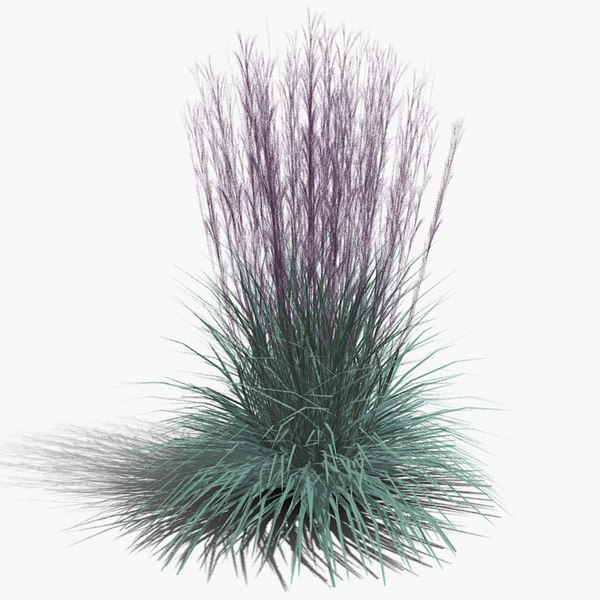 Schizachyrium scoparium Grama Little Bluestem Modelo 3D - TurboSquid ...