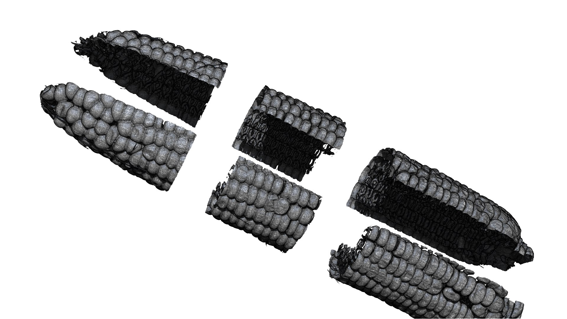 corn 3D CT scan model cut3 decimate 80 percent3D模型 - TurboSquid 1945230