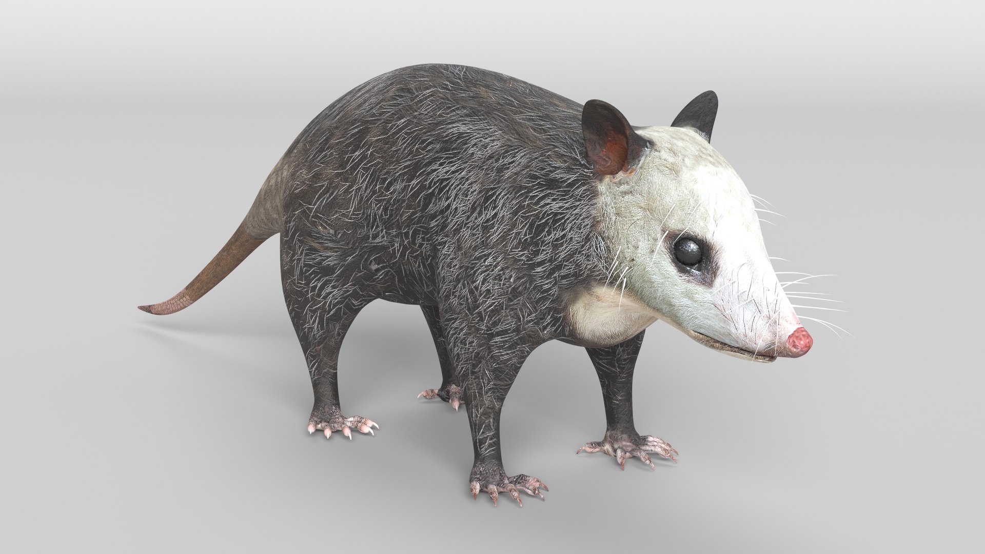 3D Skunk Chipmunk Mouse - TurboSquid 1687004