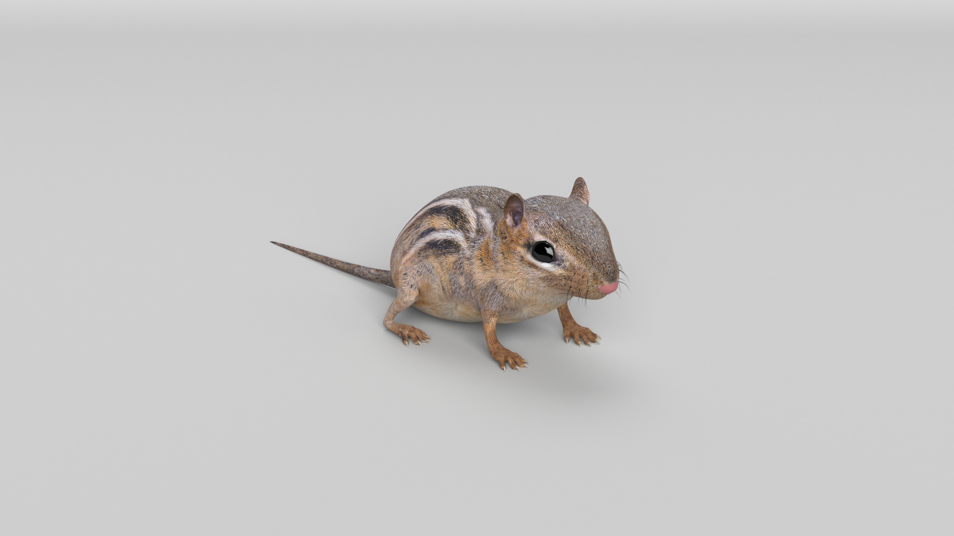 3D Skunk Chipmunk Mouse - TurboSquid 1687004