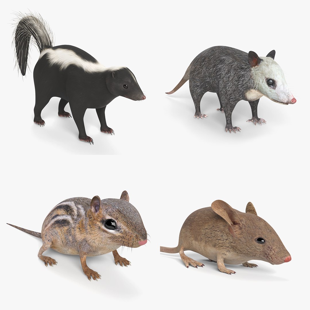 3D Skunk Chipmunk Mouse - TurboSquid 1687004