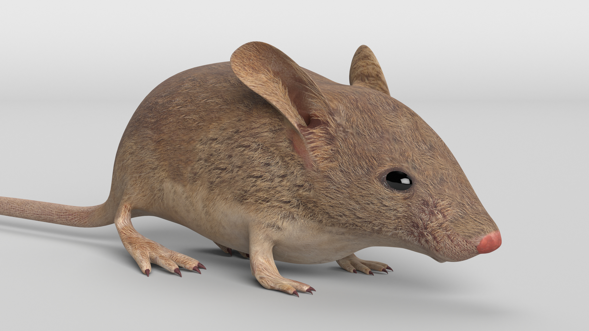 동물 컬렉션 5 3D 모델 - TurboSquid 1687004