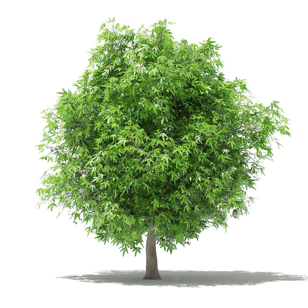 3D Mango Tree 4m - TurboSquid 1306271