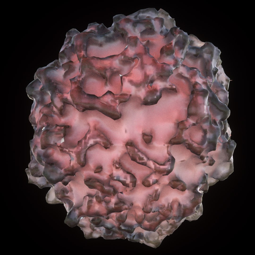 3D Model T Lymphocytes - TurboSquid 1388084