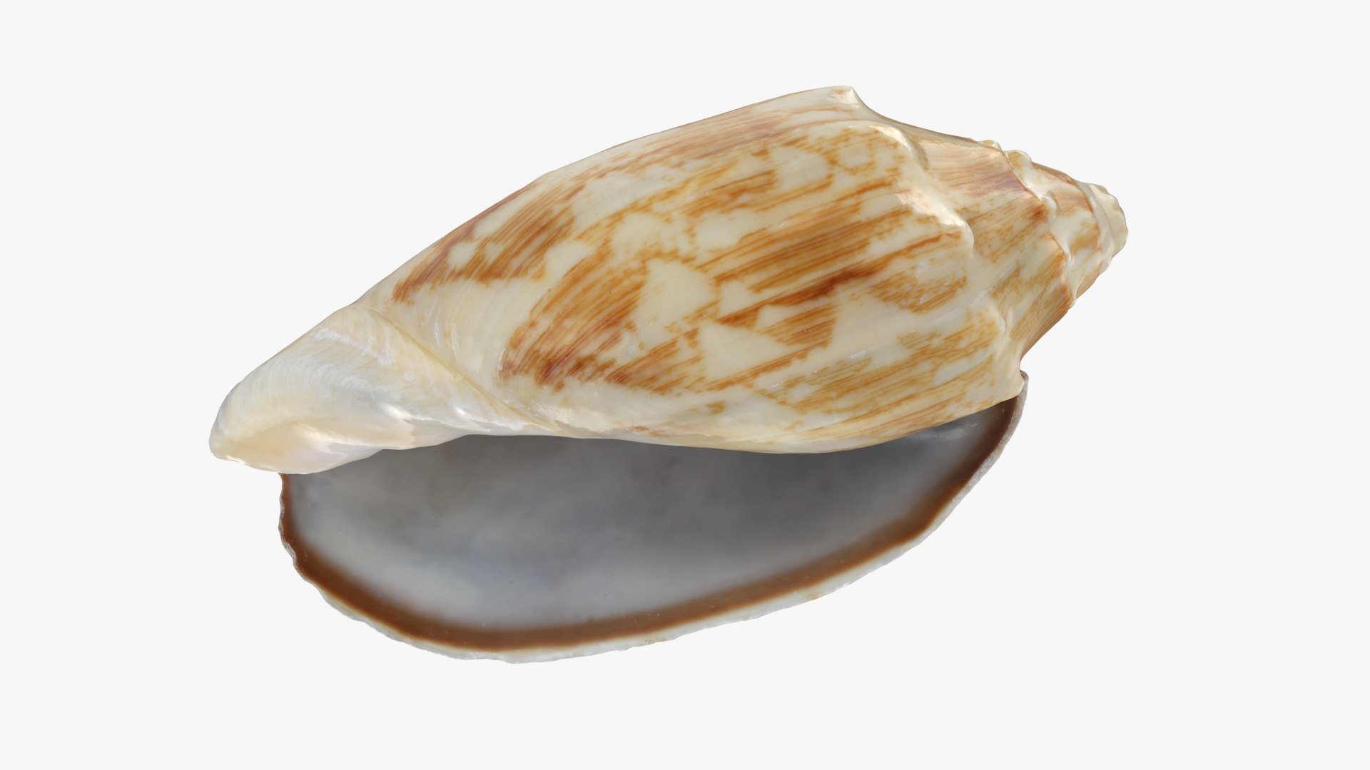 3D Cymbiola Mariaemma Model - TurboSquid 2291647