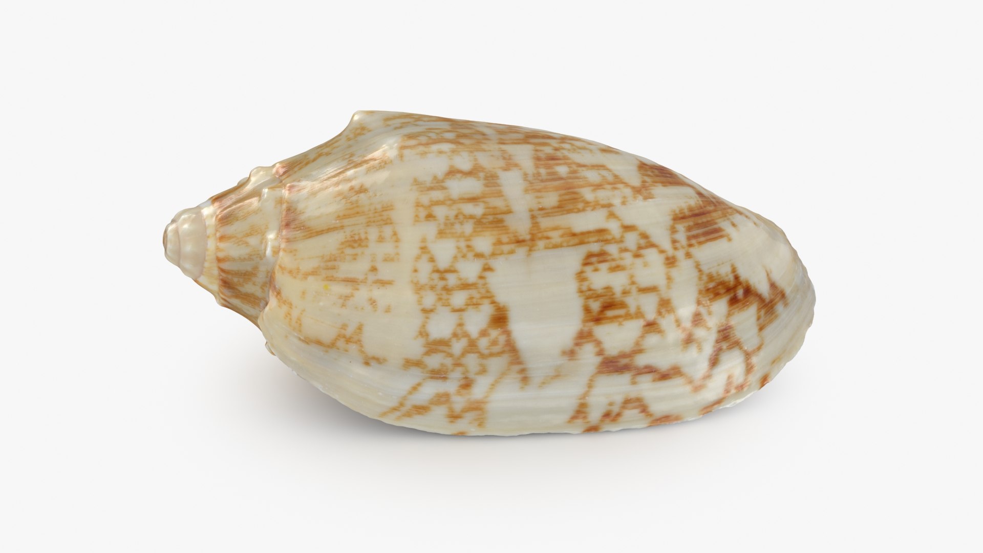 3D Cymbiola Mariaemma Model - TurboSquid 2291647