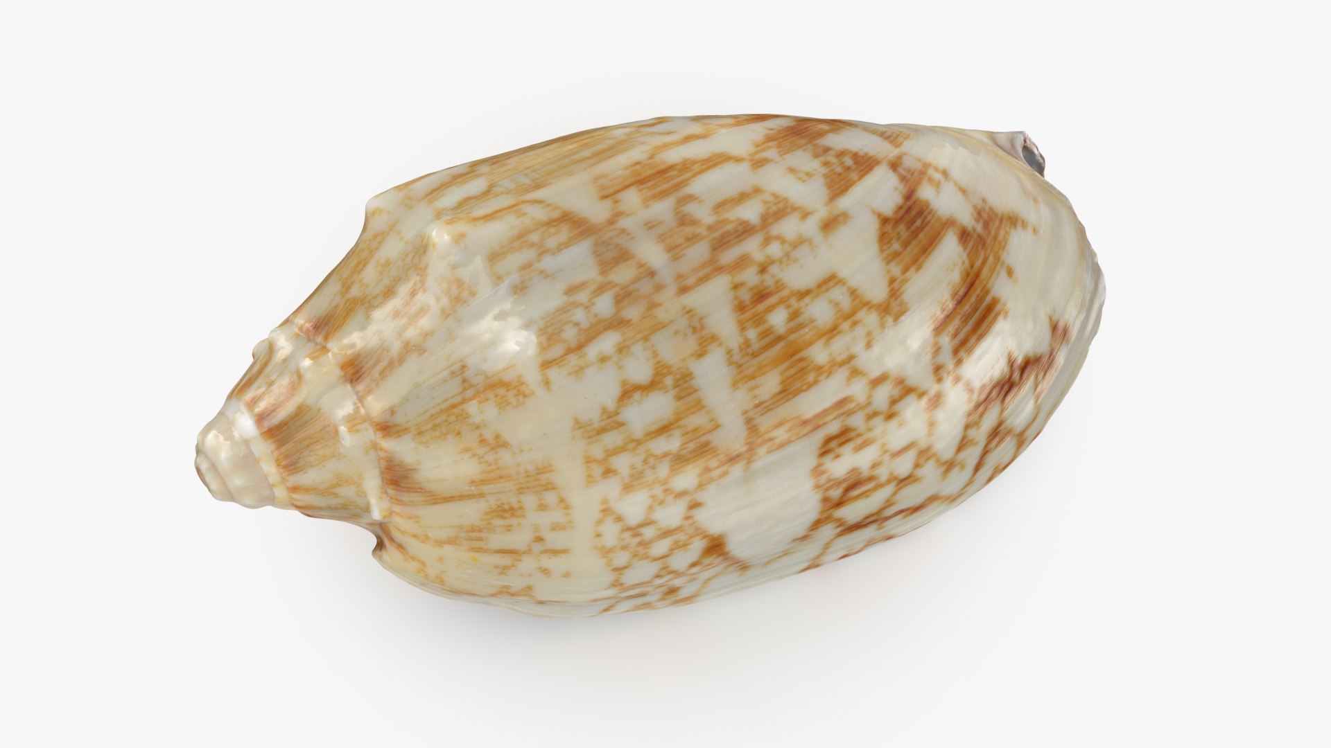 3D Cymbiola Mariaemma Model - TurboSquid 2291647