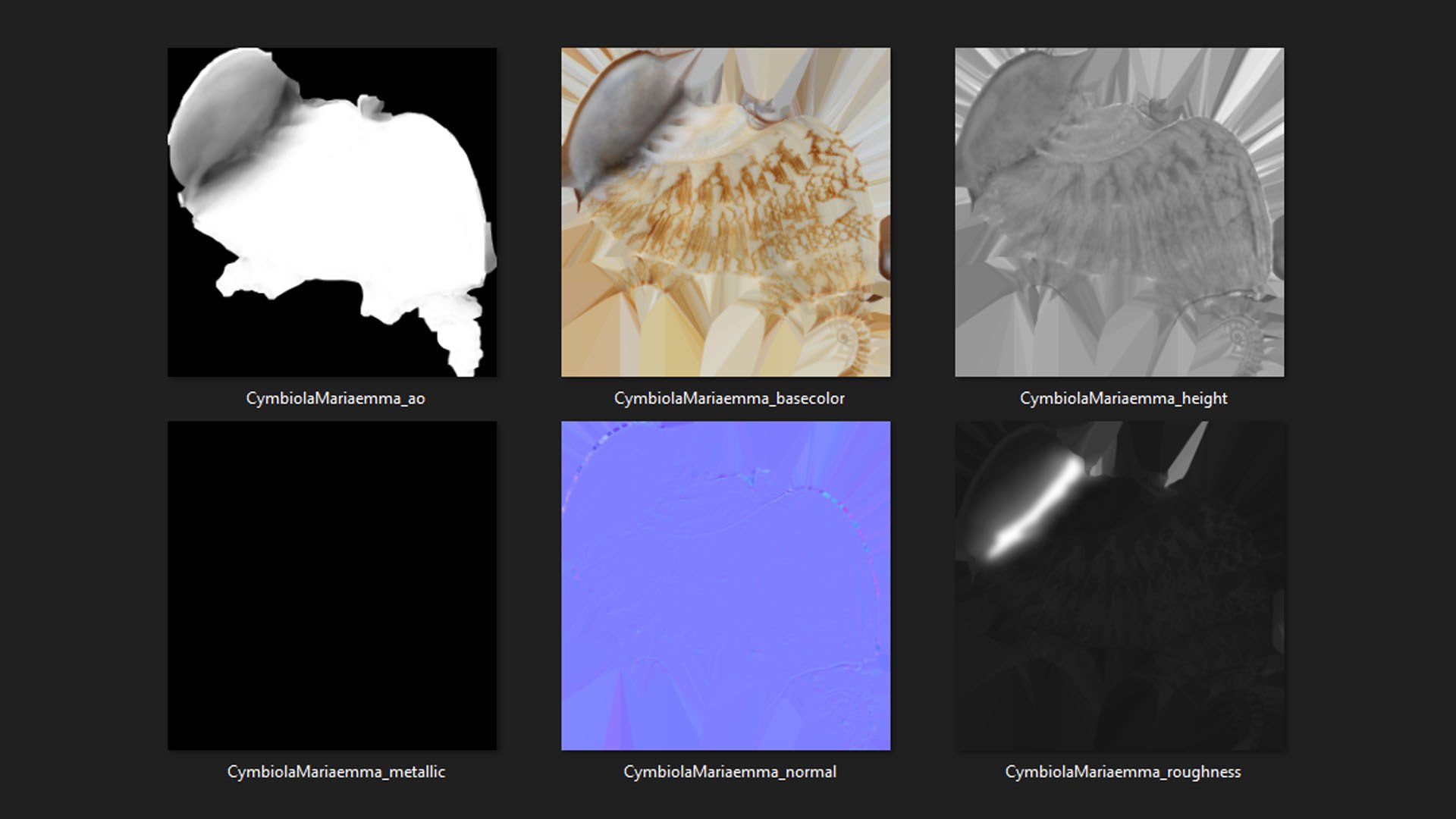 3D Cymbiola Mariaemma Model - TurboSquid 2291647