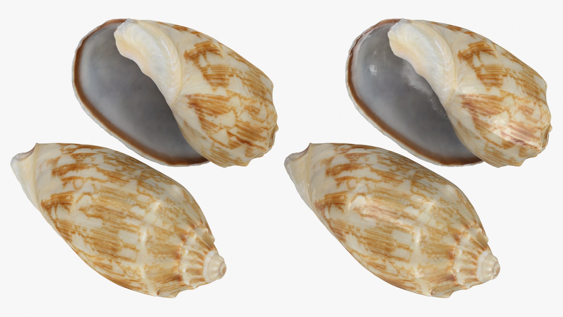 3D Cymbiola Mariaemma Model - TurboSquid 2291647