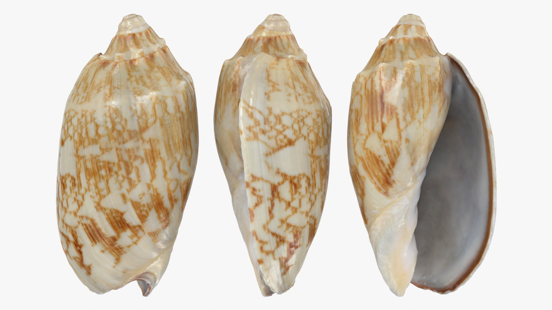 3D Cymbiola Mariaemma Model - TurboSquid 2291647