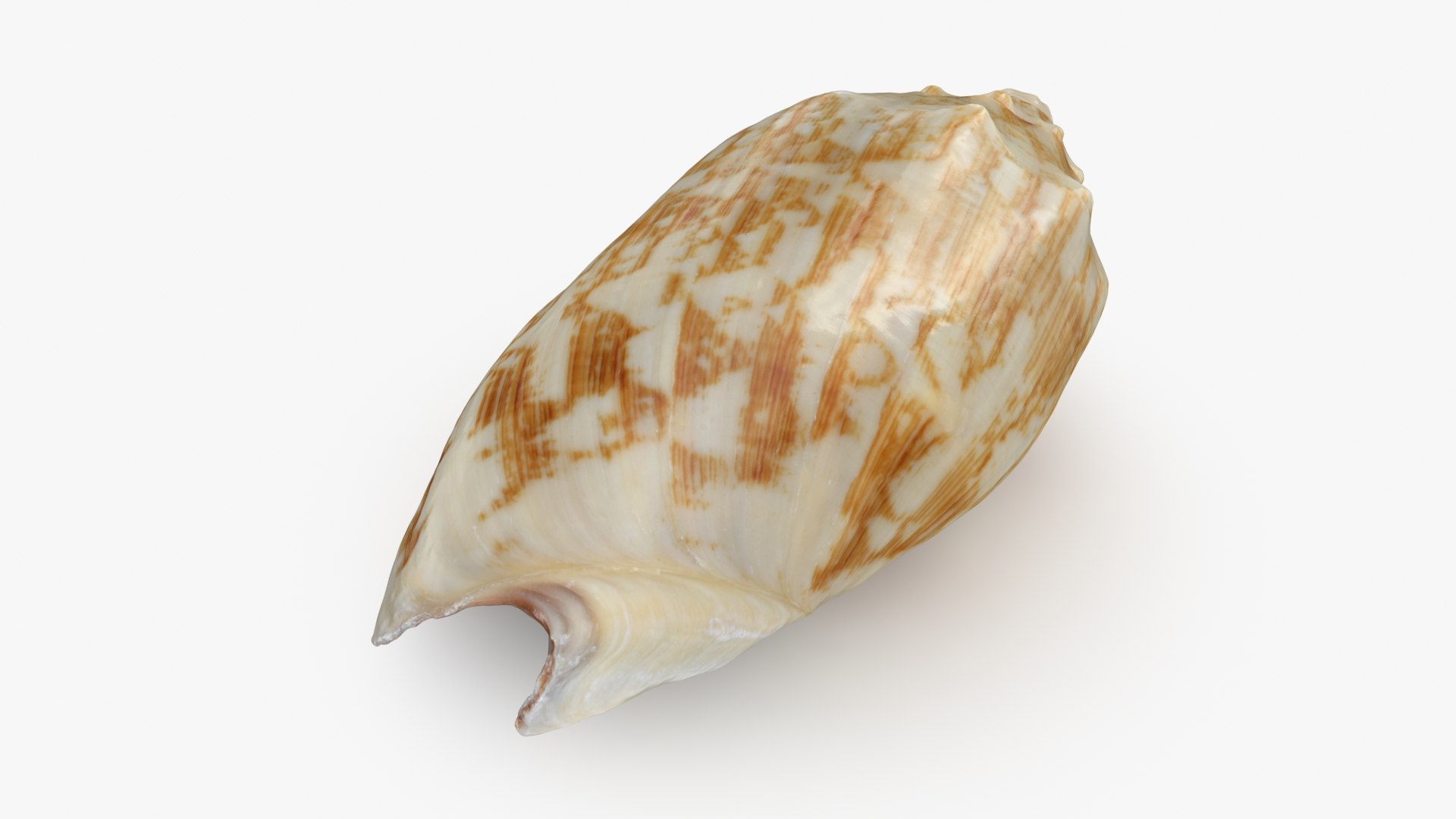 3D Cymbiola Mariaemma Model - TurboSquid 2291647