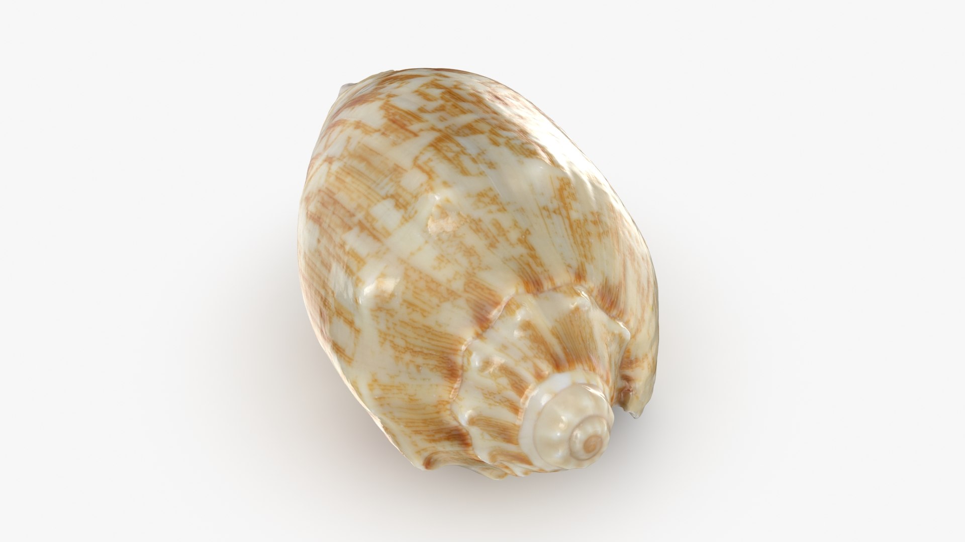 3D Cymbiola Mariaemma Model - TurboSquid 2291647