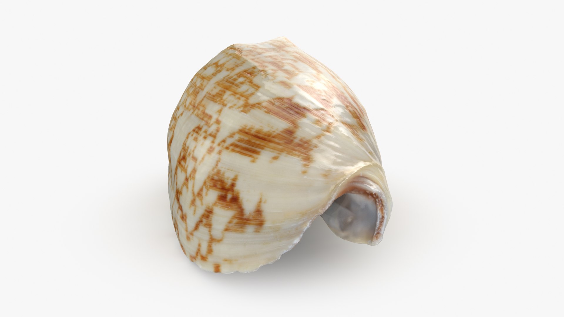 3D Cymbiola Mariaemma Model - TurboSquid 2291647