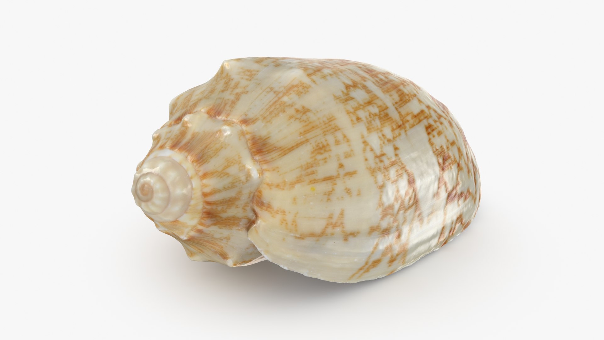 3D Cymbiola Mariaemma Model - TurboSquid 2291647