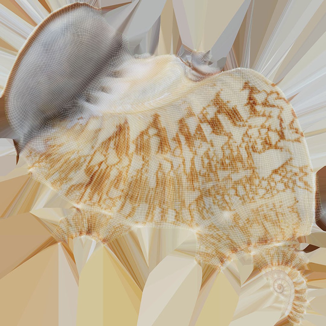 3D Cymbiola Mariaemma Model - TurboSquid 2291647