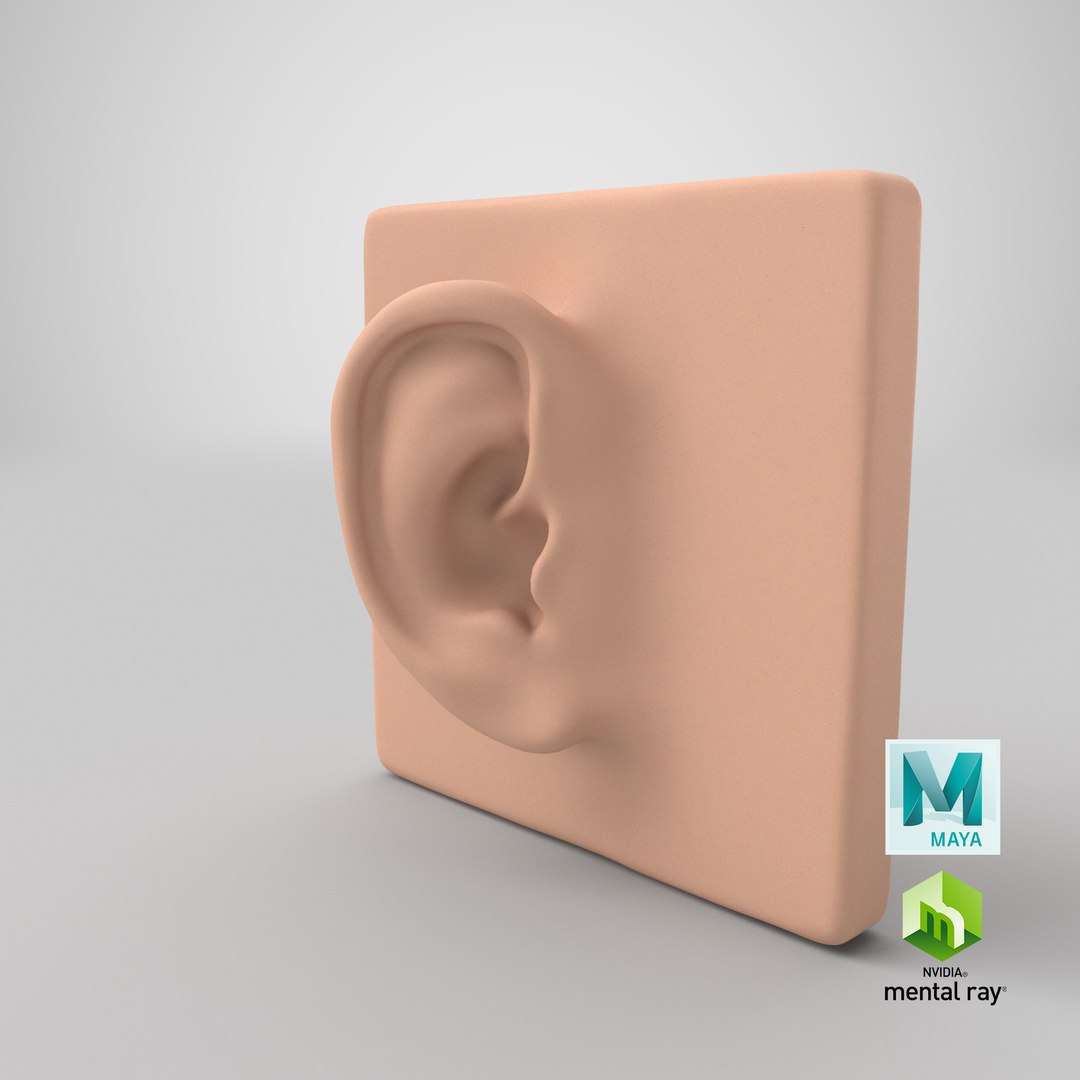 Ear 3D Model - TurboSquid 1448067