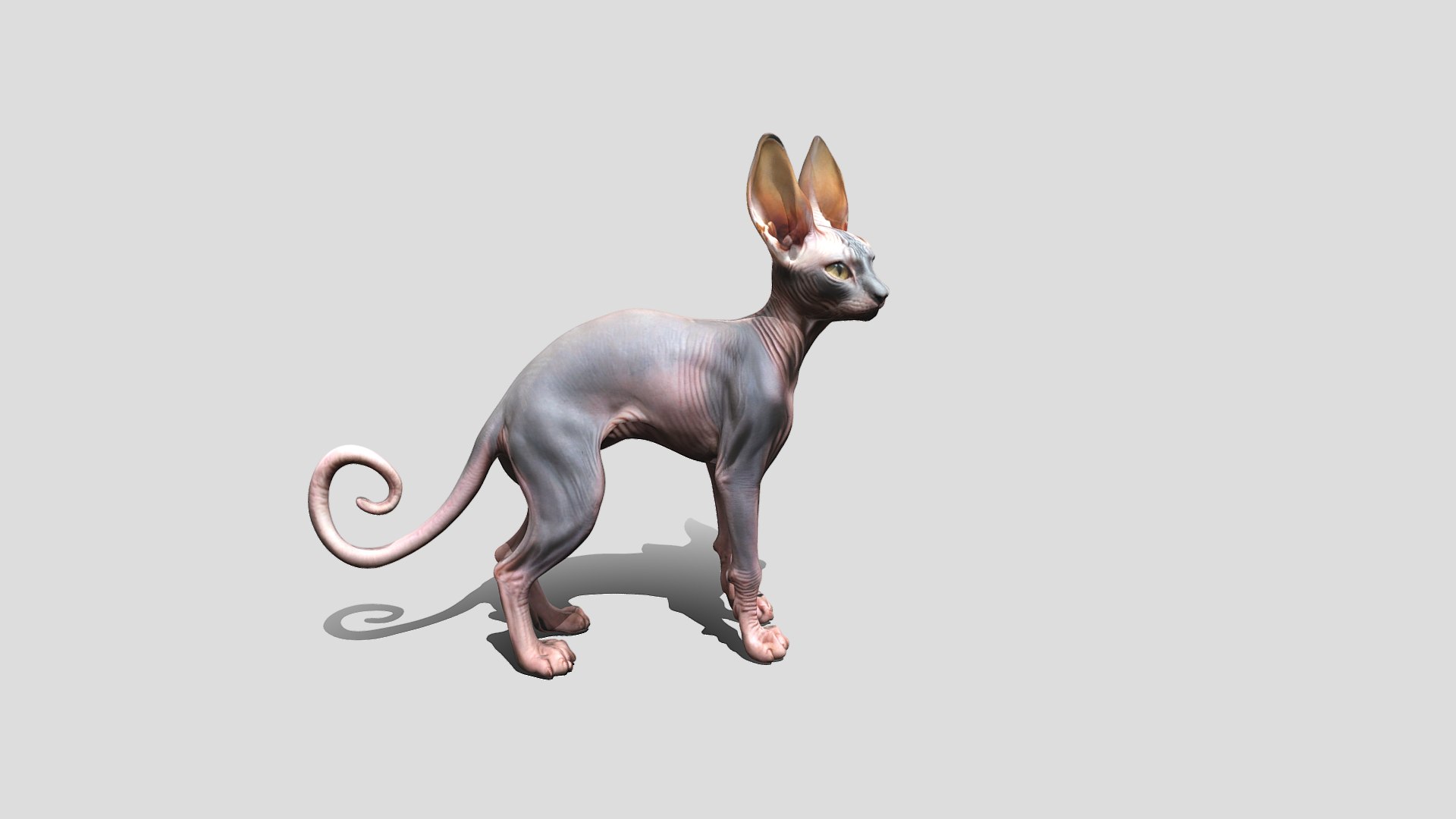 Sphynx Cat Animated 3D - TurboSquid 2331431