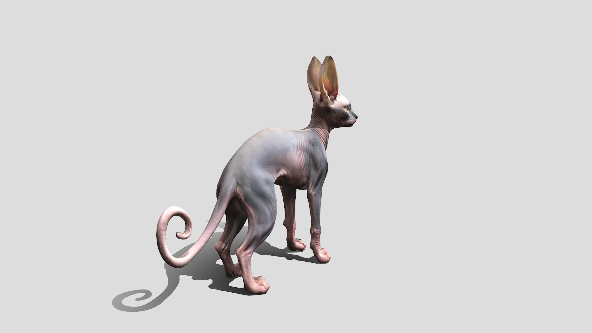 Sphynx Cat Animated 3D - TurboSquid 2331431