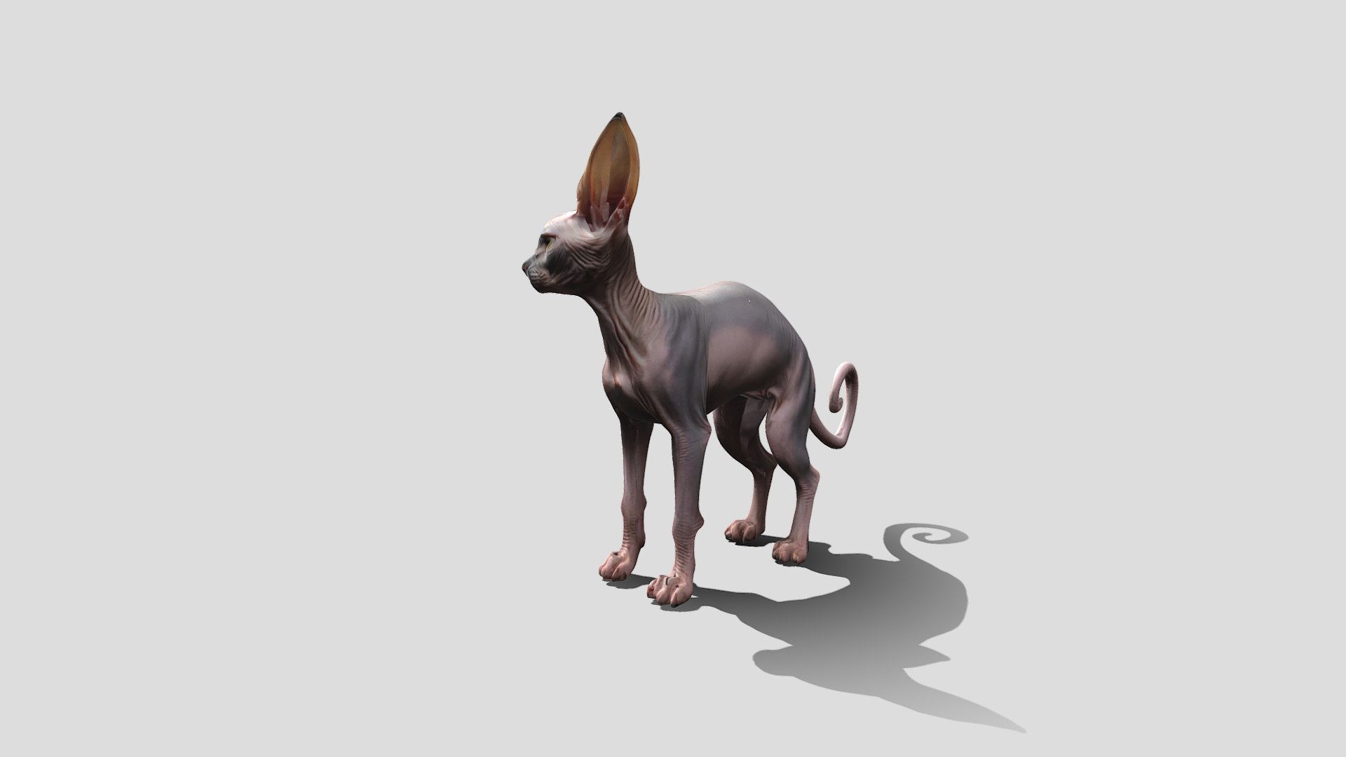 Sphynx Cat Animated 3D - TurboSquid 2331431