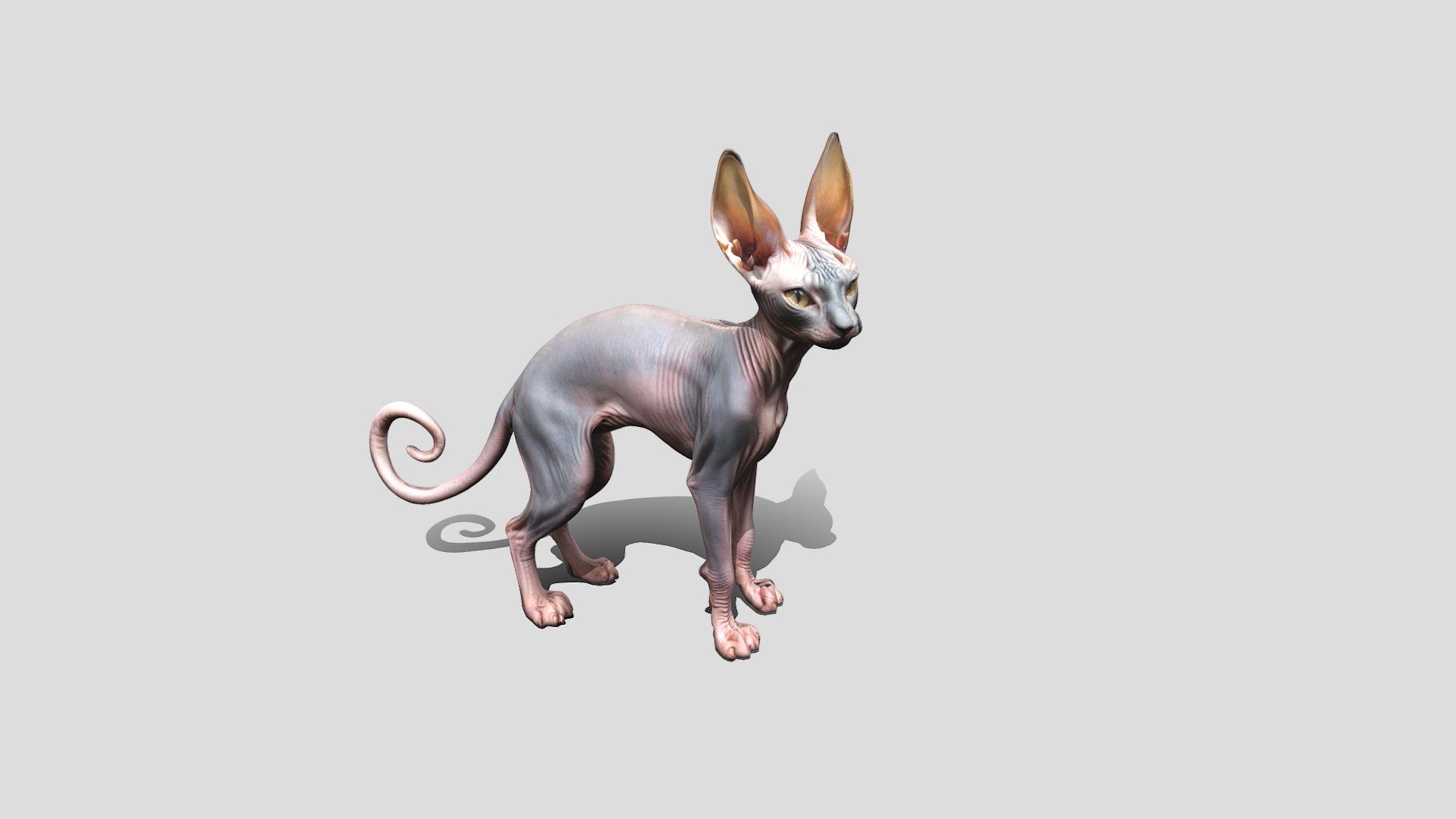 Sphynx Cat Animated 3D - TurboSquid 2331431