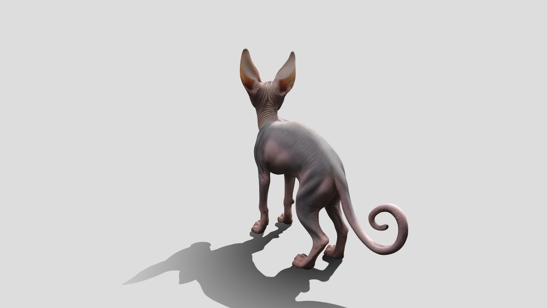 Sphynx Cat Animated 3D - TurboSquid 2331431