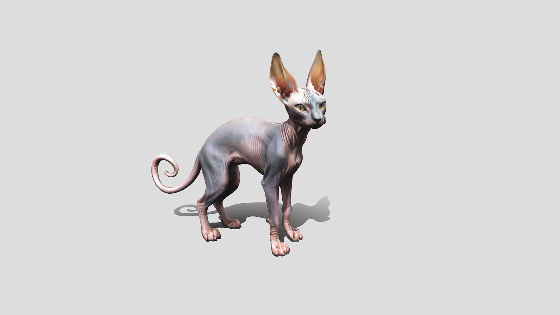 Sphynx Cat Animated 3D - TurboSquid 2331431