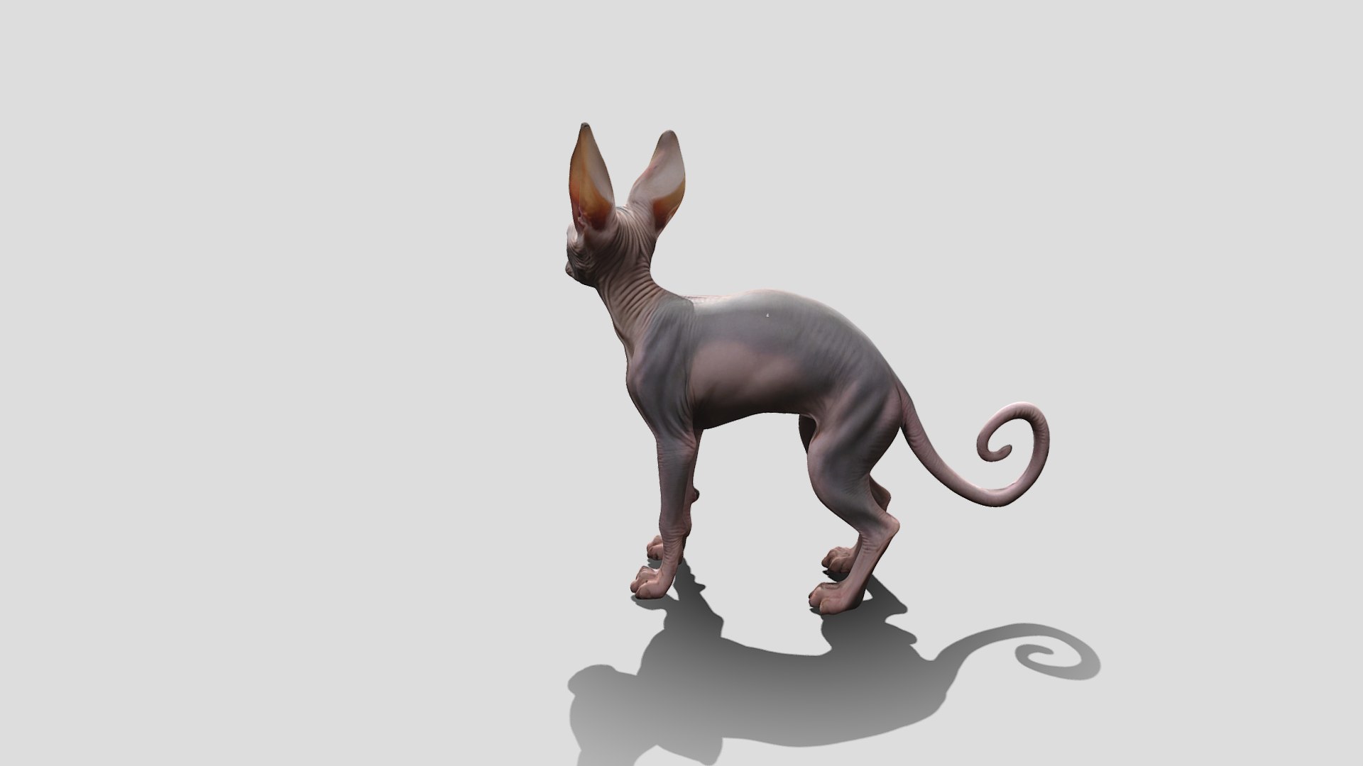 Sphynx Cat Animated 3D - TurboSquid 2331431