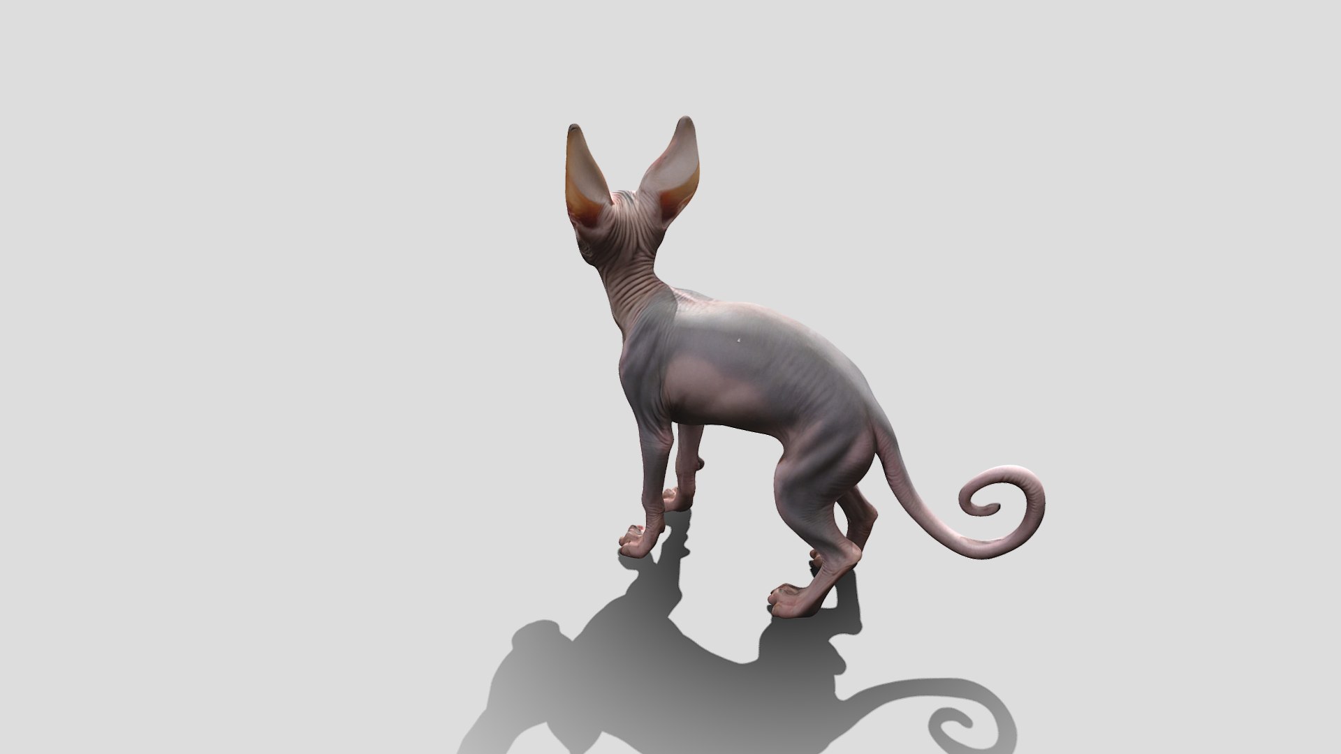 Sphynx Cat Animated 3D - TurboSquid 2331431