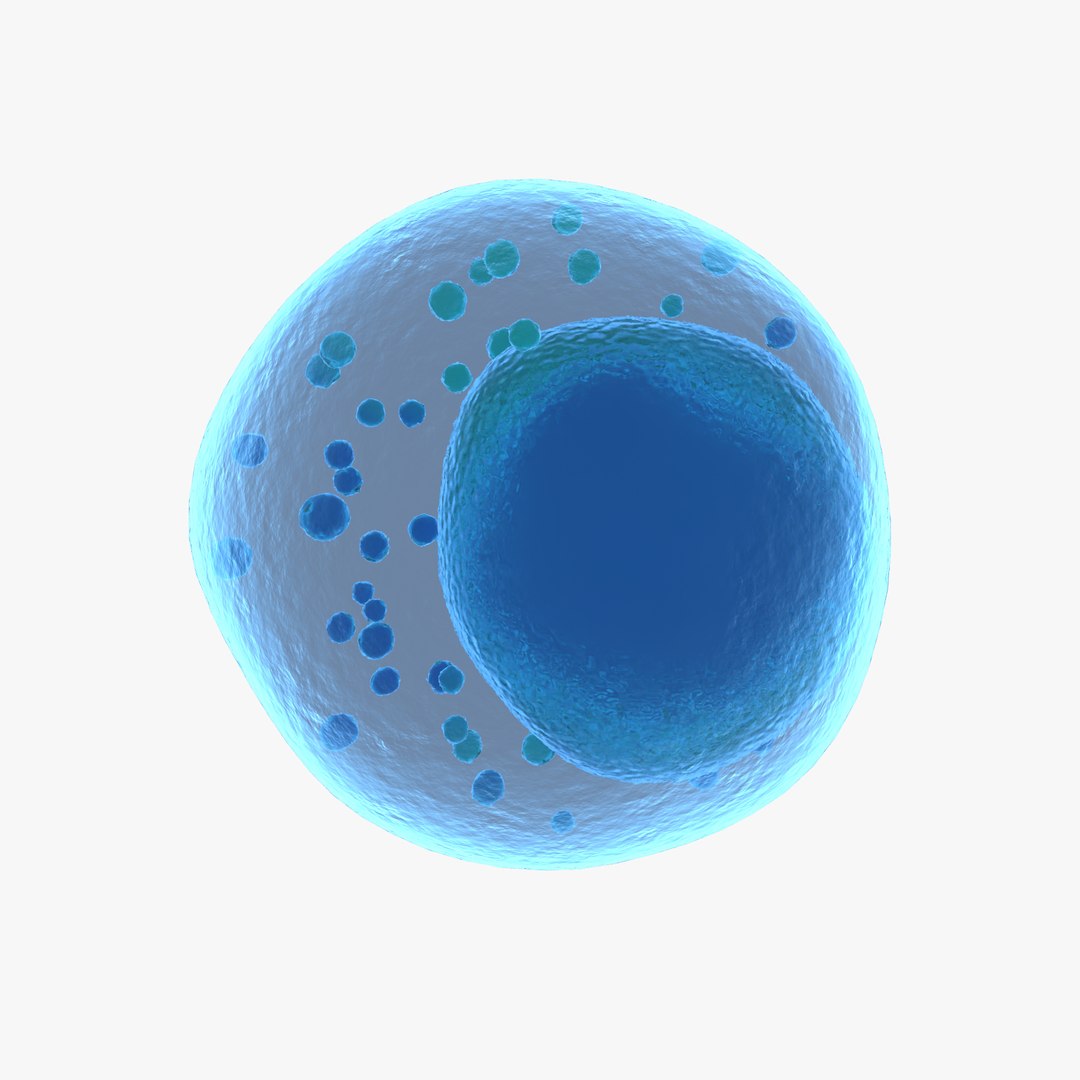 3D 3d Model Lymphocytes Pack Collection Model - TurboSquid 2263259