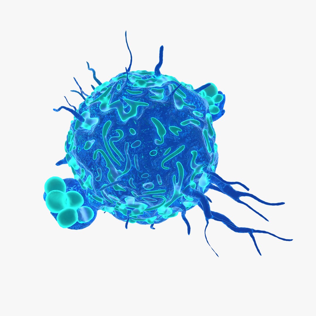 3D 3d Model Lymphocytes Pack Collection Model - TurboSquid 2263259