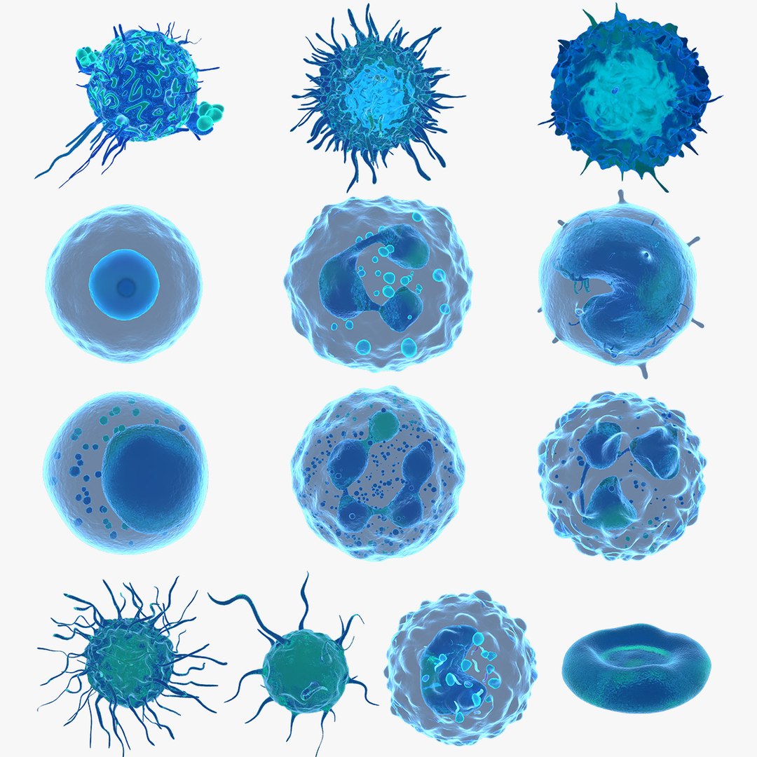 3D 3d Model Lymphocytes Pack Collection Model - TurboSquid 2263259