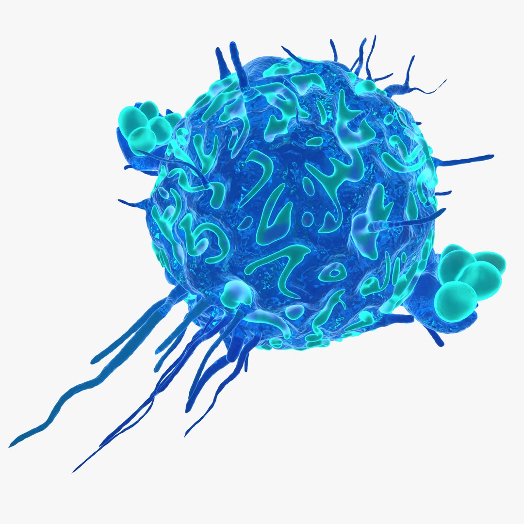 3D 3d Model Lymphocytes Pack Collection Model - TurboSquid 2263259