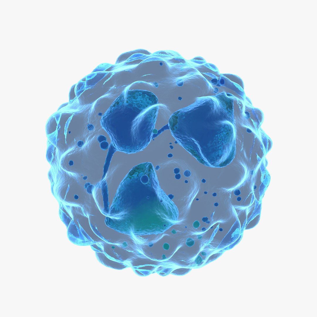 3D 3d Model Lymphocytes Pack Collection Model - TurboSquid 2263259
