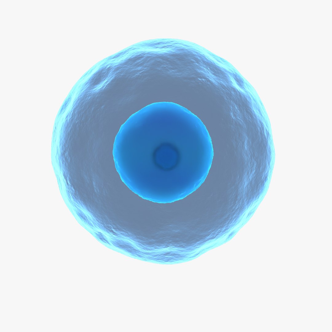 3D 3d Model Lymphocytes Pack Collection Model - TurboSquid 2263259