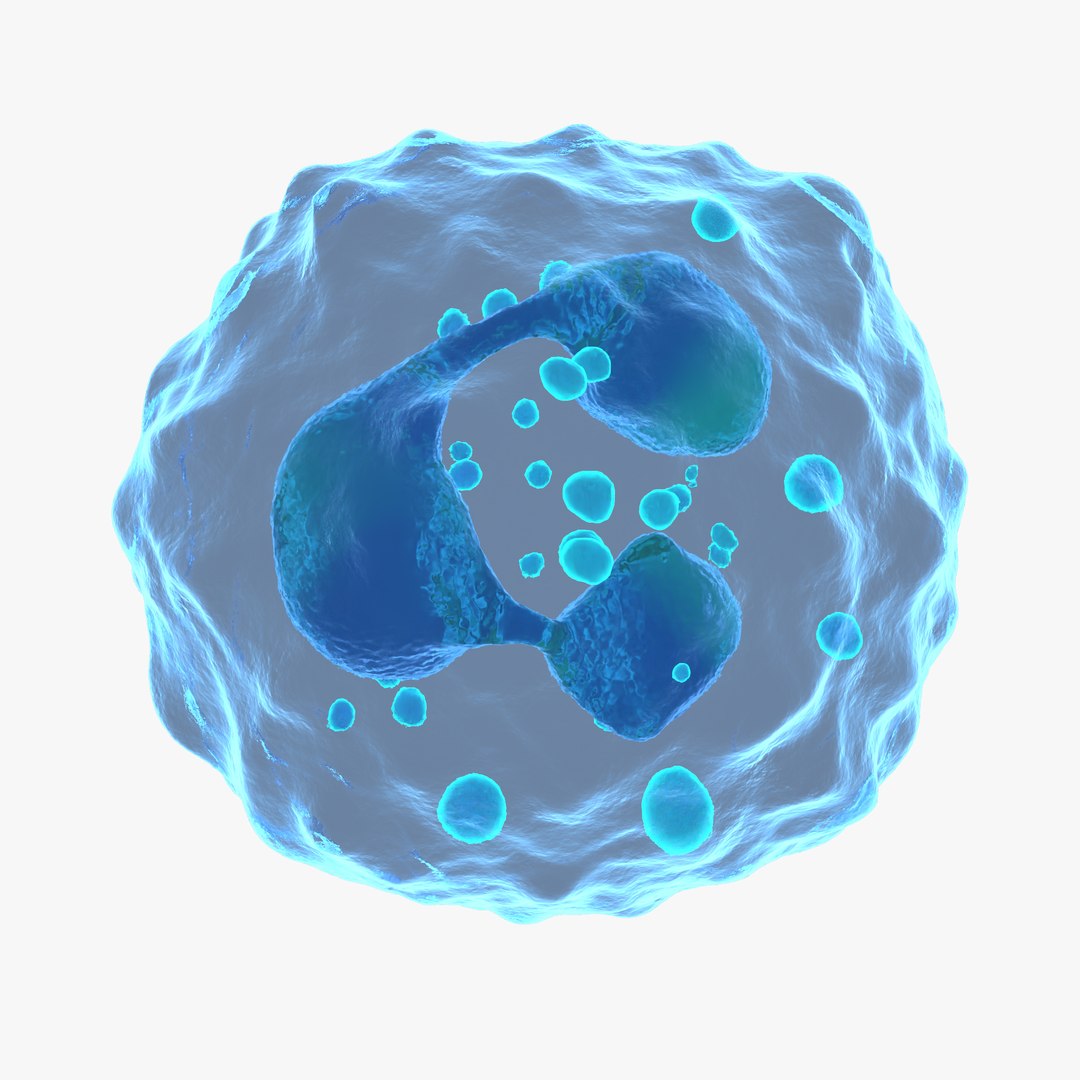 3D 3d Model Lymphocytes Pack Collection Model - TurboSquid 2263259